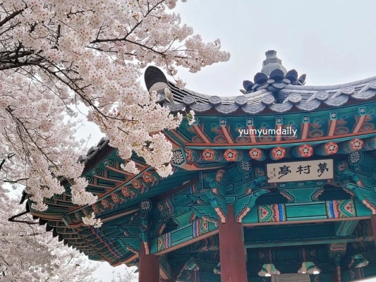 송파구 벚꽃명소 성내천에서 올림픽공원 팔각정까지 걸어서 벚꽃구경 코스추천 개화 실시간 네이버 블로그