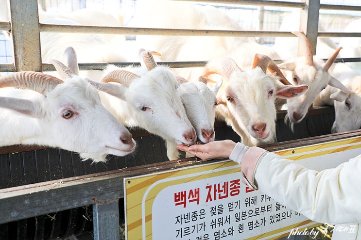 제주 여행 제주 갈만한곳 제주도 놀거리 편백포레스트 네이버 블로그