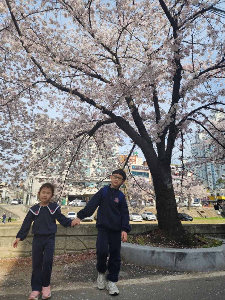 대전 소재동 벚꽃 명소 추천 대동천 벚꽃 구경아이와 벚꽃놀이 산책하기 좋은 곳 네이버 블로그