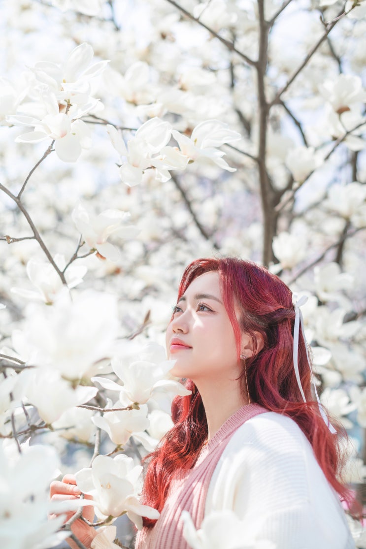 부천 스냅사진 잘찍는 혜야사진관 목련스냅 찍고온 후기 네이버 블로그