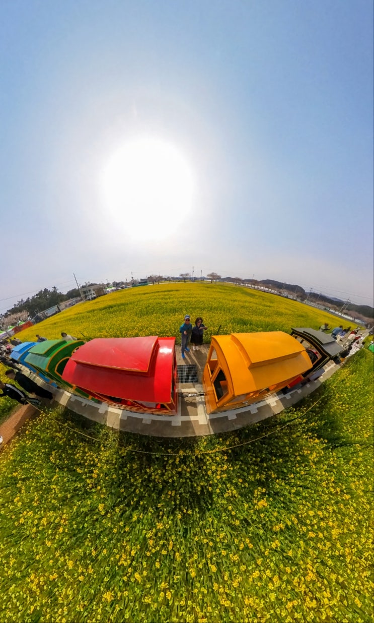 삼척 맹방 유채꽃축제 4월 강원도 벚꽃 꽃구경 실시간 개화 현황 네이버 블로그