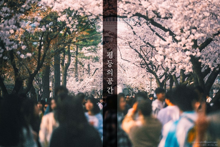정독도서관 절정의 벚꽃 그리고 평등의 공간 네이버 블로그