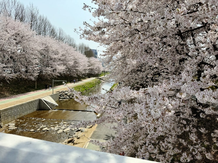 서울벚꽃명소 여의도 양재천벚꽃 올림픽공원 다녀왔어요 주차위치 벚꽃산책로 위치 네이버 블로그