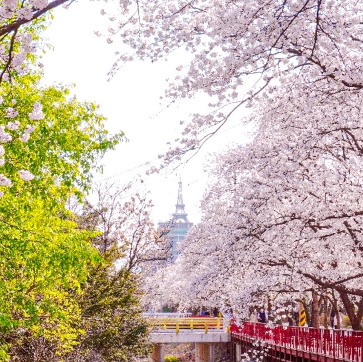 경기도 가평 벚꽃명소 에덴벚꽃길 벚꽃축제 포토스팟 5곳 네이버 블로그