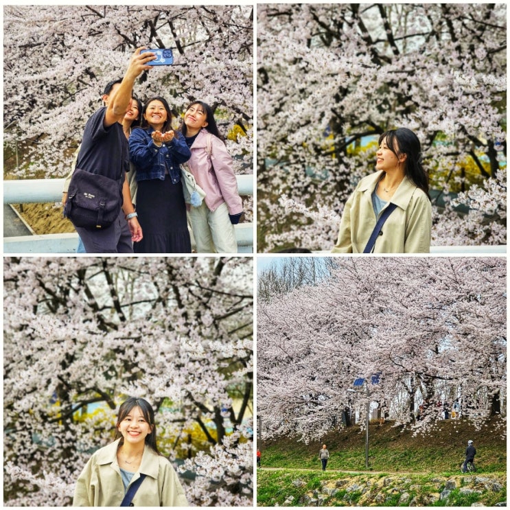 양재천 벚꽃 활짝 양재시민의숲 서울 피크닉 장소 네이버 블로그