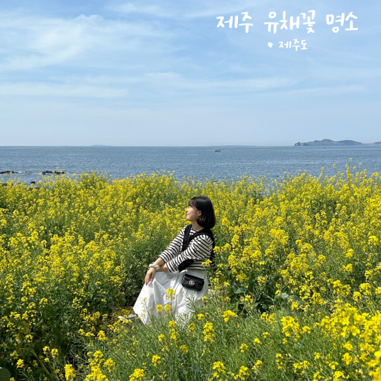 제주 꽃구경 유채꽃 명소 대평포구 박수기정 카페 루시아 제주도 대평리 네이버 블로그