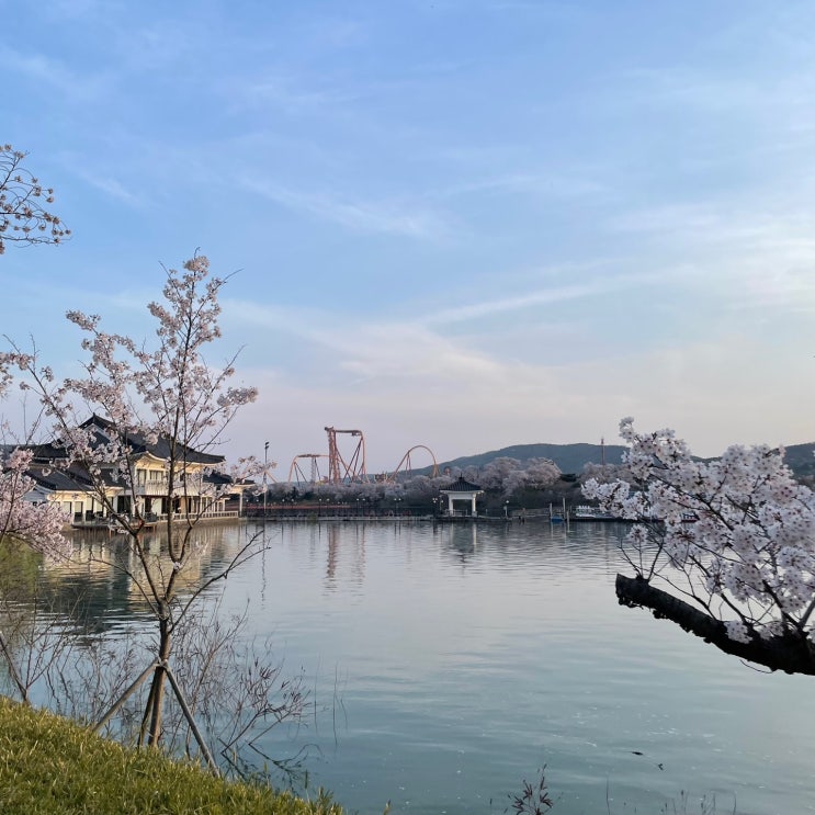경주 벚꽃 명소 보문관광단지 보문호수 주차장 산책로 피크닉 맛집 카페 방문 후기 네이버 블로그