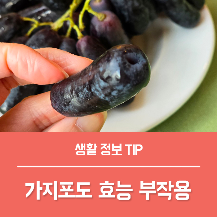 가지포도 효능 Top4 블랙사파이어 포도 칼로리 부작용 총정리 네이버 블로그