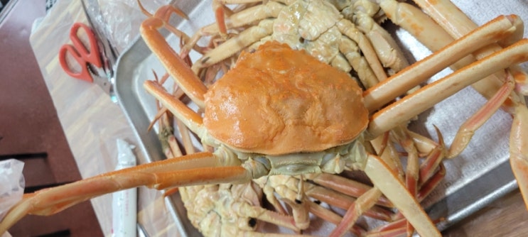 화목식당영덕대게영덕대게맛집30년맛집대게추천맛집영덕해수욕장영덕대게찜대게쪄드립니다대게홍게쪄드립니다상구리256 21