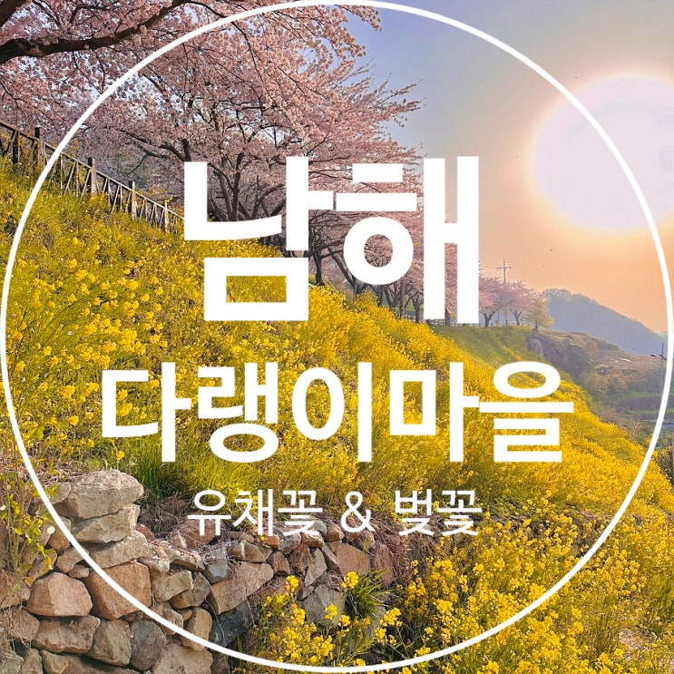 경남 남해 유채꽃 명소로 유명한 다랭이마을에서 벚꽃과 함께 즐기고 온 실시간 후기 네이버 블로그