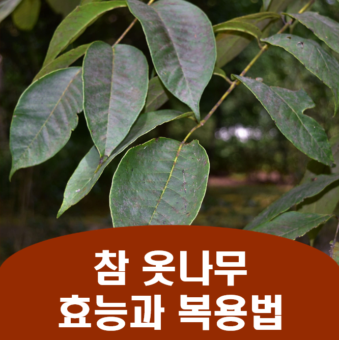 참 옷나무의 효능과 복용법은 옻나무 네이버 블로그