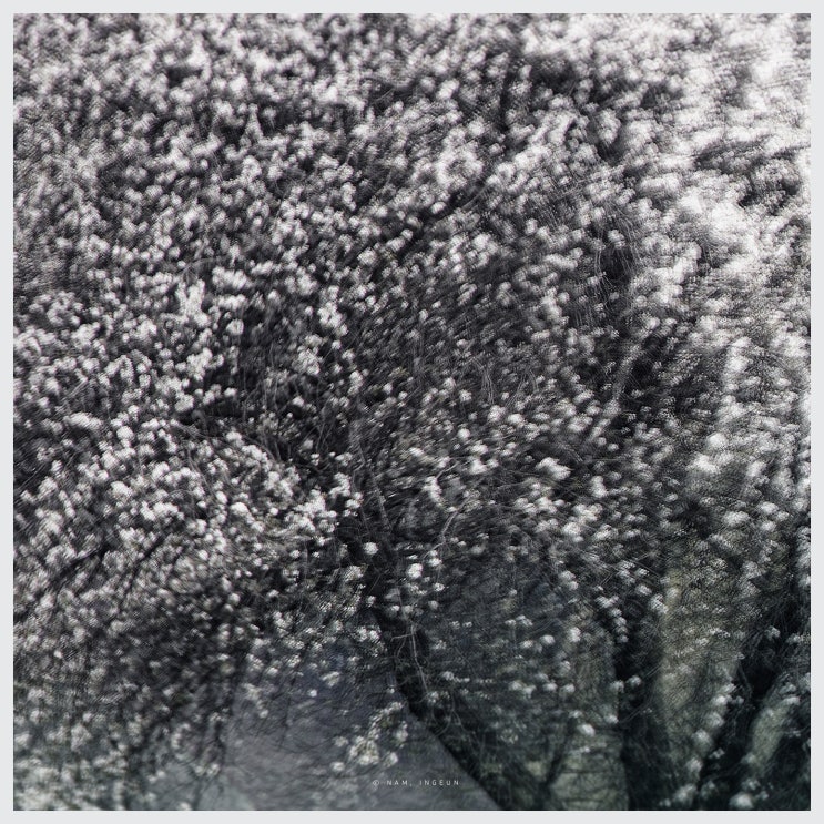 흔들리는 봄 [a Wobbly Spring] ⓒ 남인근 : 네이버 블로그