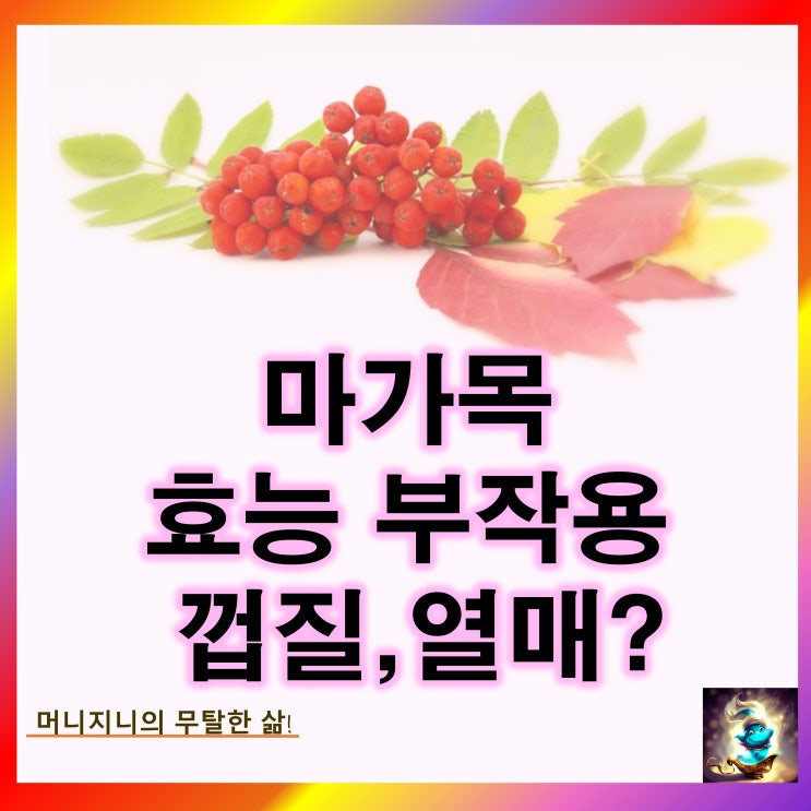 마가목 효능 부작용 나무 껍질 열매 어떻게 활용할까 네이버 블로그