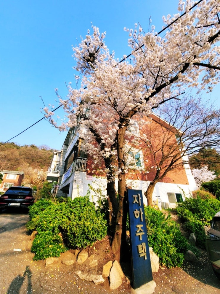 서울 벚꽃 명소 서울 어린이 대공원 L 세검정 L 여의도 윤중로 L 마포와 신촌 L 미사리 L 서울어린이 대공원 L 정독도서관