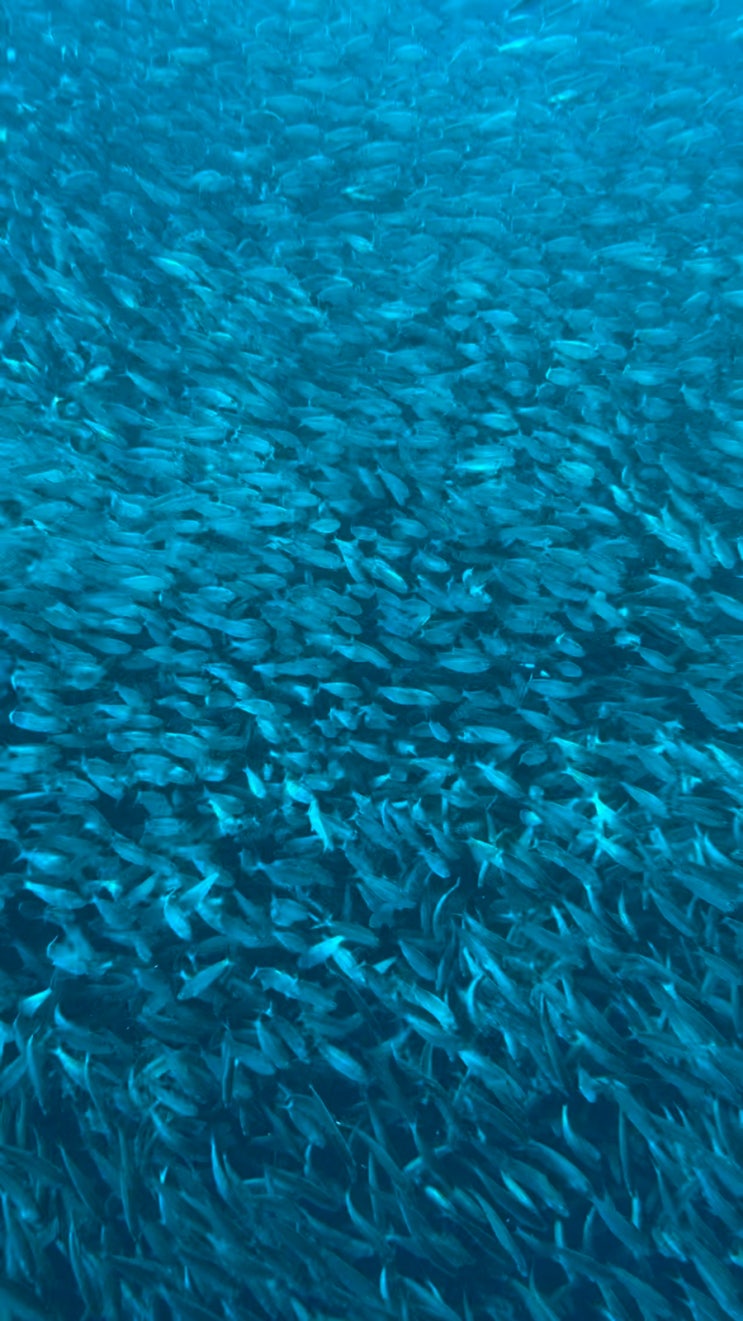 보홀여행 : 나팔링 ( Napaling Reef ) 현지투어 후기 , 정어리 떼, 현지 가이드 : 네이버 블로그