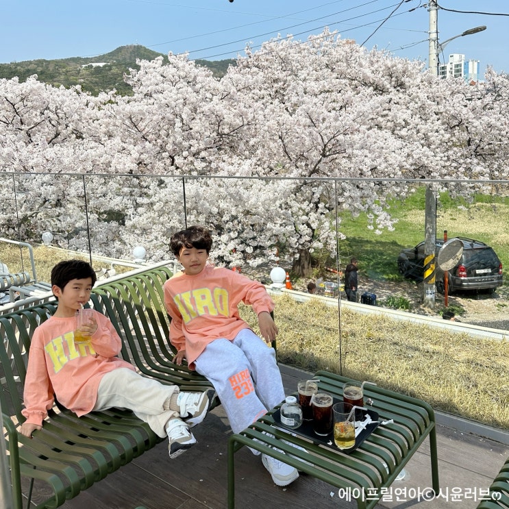 울산 언양 작천정카페 벚꽃 카페 이너리트 주차장 벚꽃만개 네이버 블로그