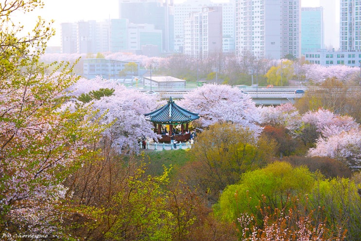 잠실나루→ 성내천 벚꽃길송파 둘레길→ 올림픽공원 몽촌토성 백제의 향기 길 걷기서울 송파구 네이버 블로그