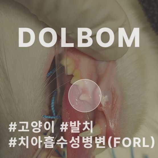 수원 동물의료센터, 고양이 치아흡수성병변(FORL) 수술 과정 : 네이버 블로그