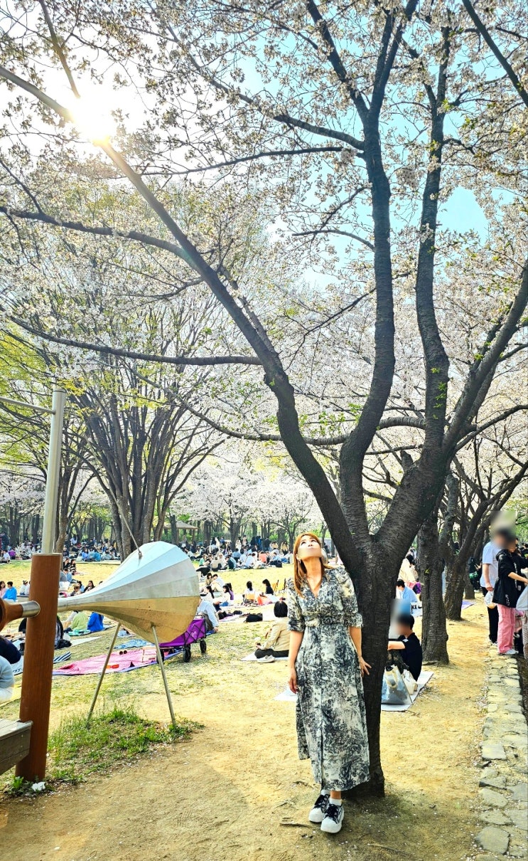서울숲 벚꽃 실시간 주차팁 포토존 바람의 언덕 서울숲 튤립 네이버 블로그