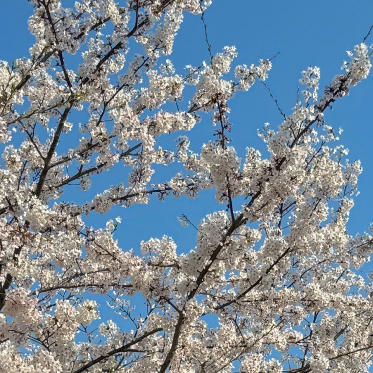 벚🌸Chu : 네이버 블로그