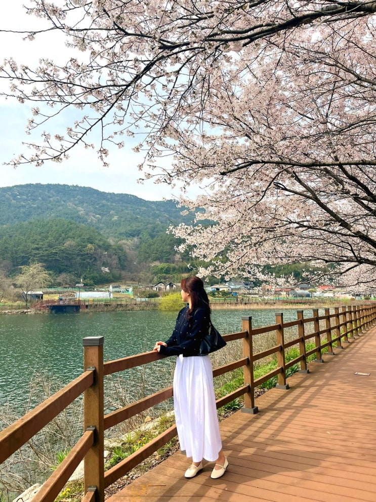 김제 가볼만한 곳 조용하게 벚꽃구경하기 좋은 금평저수지주차정보 네이버 블로그