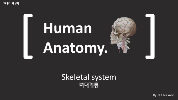 ['하루' 해부학] 뼈대계통(Skeletal System) - 개요 : 네이버 블로그