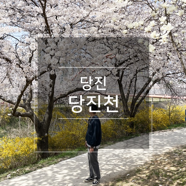 당진 벚꽃 여행 당일치기 국내 힐링 여행지 나들이 가볼만한곳 충남 당진천 벚꽃길버들수변공원 어름수변공원 전국 벚꽃명소
