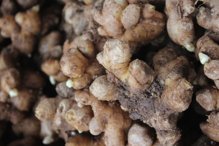 생강 - 생강 재배기술 : 네이버 블로그