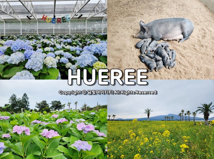 휴애리 수국축제 시작 4월 제주 필수 여행 코스 서둘러요 네이버 블로그