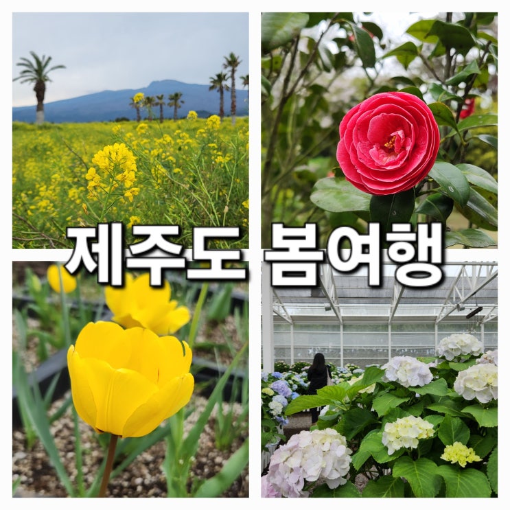 4월 5월 제주 서귀포 여행 가볼만한곳 휴애리 수국축제 지금부터 시작 네이버 블로그