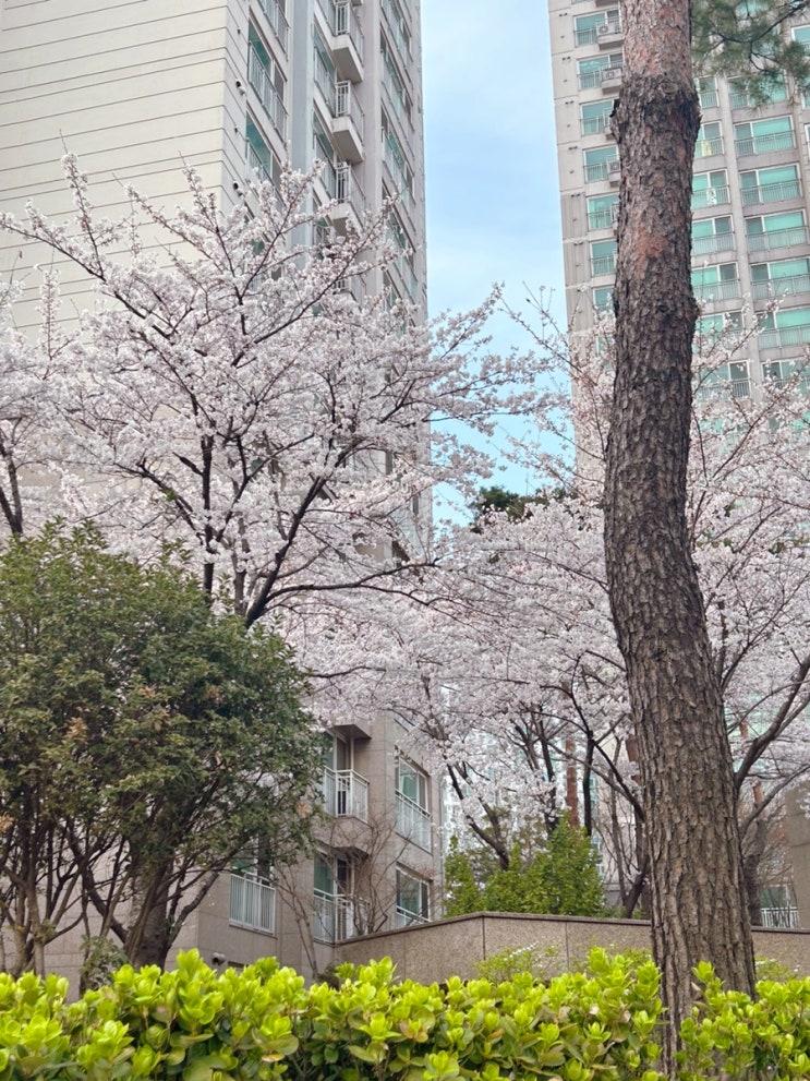 April project : 시끄럽게 벚꽃 즐기기 : 네이버 블로그