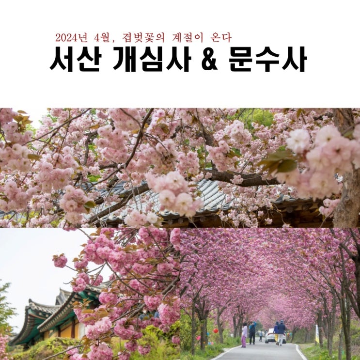 서산 겹벚꽃명소 개심사 문수사 개화시기 실시간 정보 4월 봄꽃축제 네이버 블로그