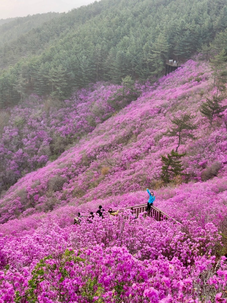 경남 창원 천주산 진달래 만개 실시간 개화상황 일출 산행 등산 주차 사진팁 네이버 블로그