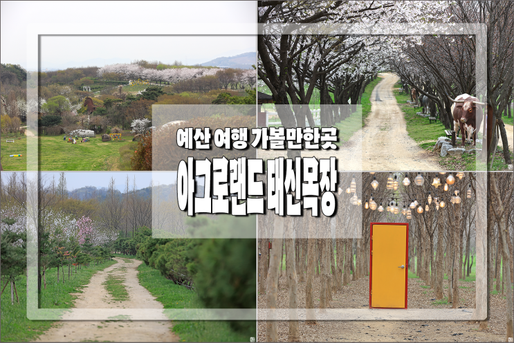 당진 아그로랜드 태신목장 벚꽃과 산책 예산 여행 가볼만한곳 네이버 블로그