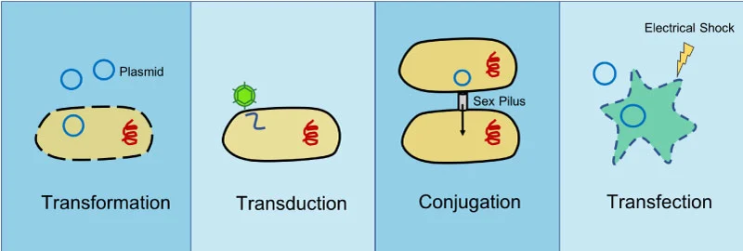 virus transfection, infection, transduction to target cell 처치 농도(volume ...