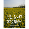 부산 강서구 유채꽃 대저생태공원 네이버 블로그