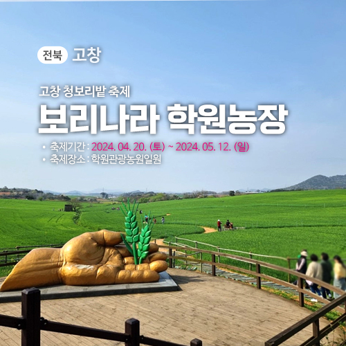 전북 고창 청보리밭 축제 보리나라 학원농장 청보리밭과 유채 네이버 블로그