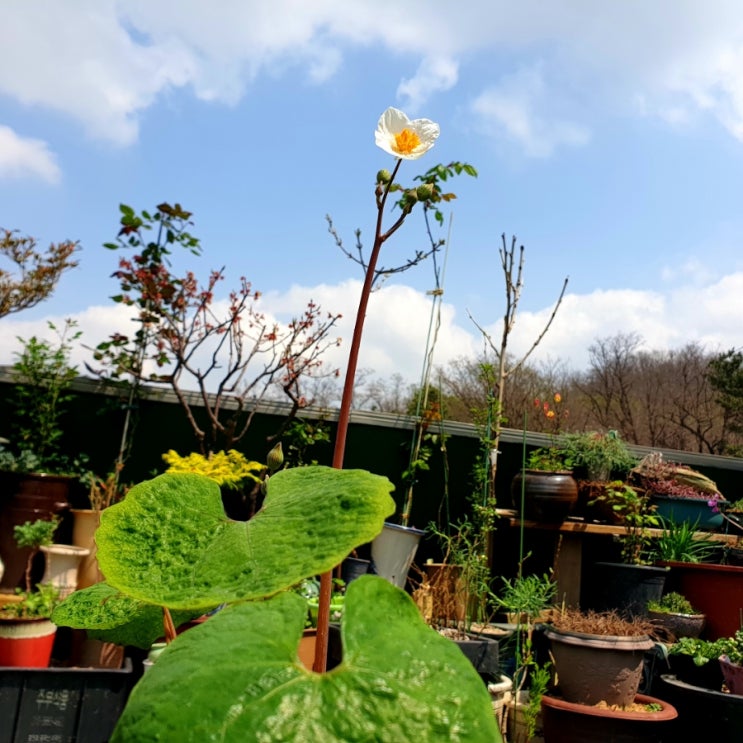 야생화/연잎 양귀비 키우기 : 네이버 블로그