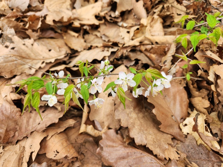 결정은 어려운 일 : 네이버 블로그