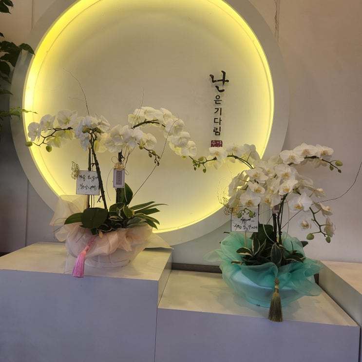 부산 부모님 결혼기념일 생신 칠순 팔순 축하행사 어버이날 개업화분 개원축하 집들이 전시회 상견례 선물로 동래 해운대 광안동