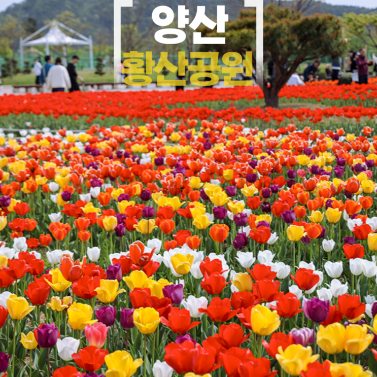 양산 황산공원 캠핑장 울산근교 가볼만한곳 튤립 네이버 블로그