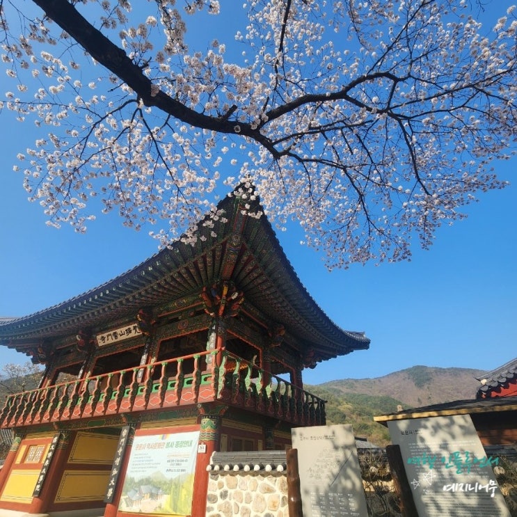경북 청도 가볼만한곳 운문댐운문사사리암소우모우 카페ft복사꽃벚꽃진달래꽃 네이버 블로그