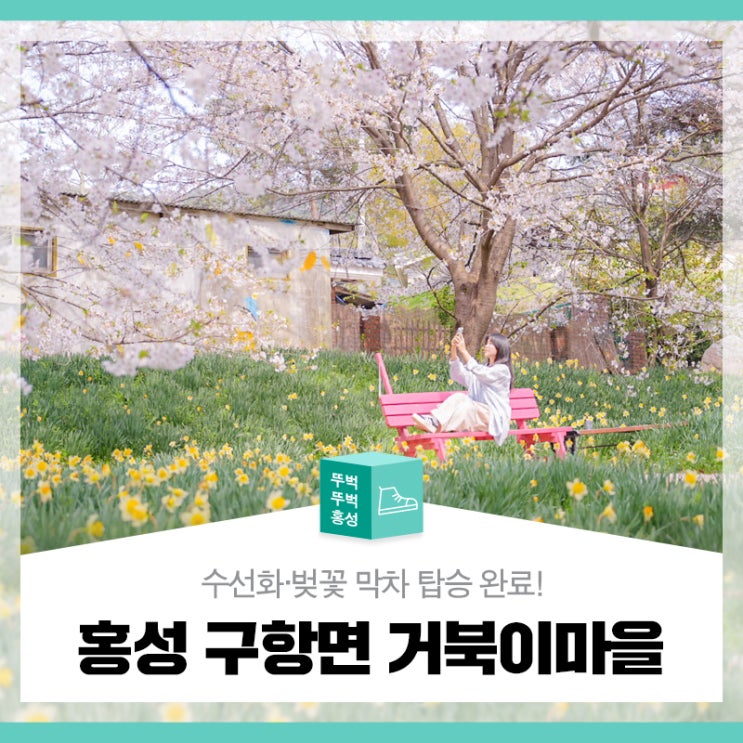 홍성 구항면 거북이마을 수선화·벚꽃 막차 탑승 완료 네이버 블로그