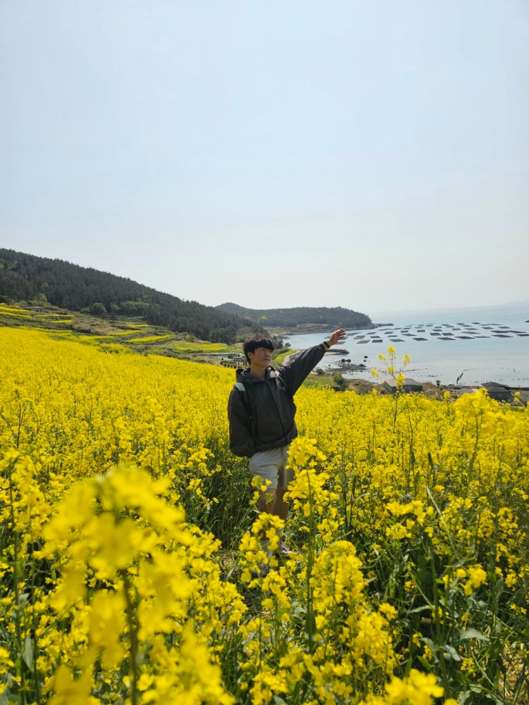완도 청산도 여행 유채꽃 명소 트레킹코스 With 페어플레이 네이버 블로그