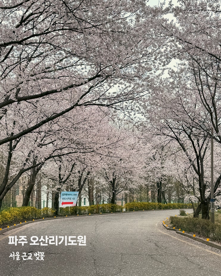 경기도 파주 벚꽃 명소 오산리기도원 피크닉 네이버 블로그