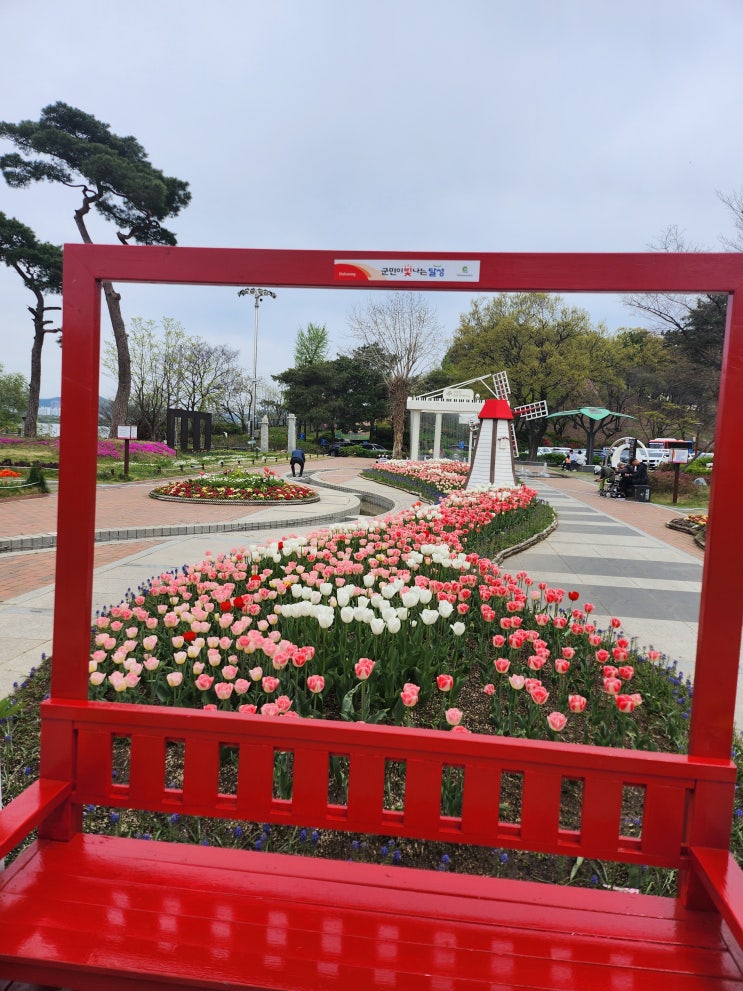 튤립 꽃놀이 튤립꽃 핑크튤립 대구가볼만한곳 화원유원지튤립 꽃힐링장소🌷 벚꽃다음튤립 튤립구경가기 핑크튤립가득🌷화원유원지사문진주