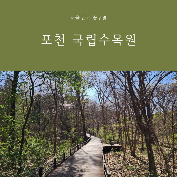 포천국립수목원 주차 예약 벚꽃 카페 서울 근교 꽃구경 네이버 블로그