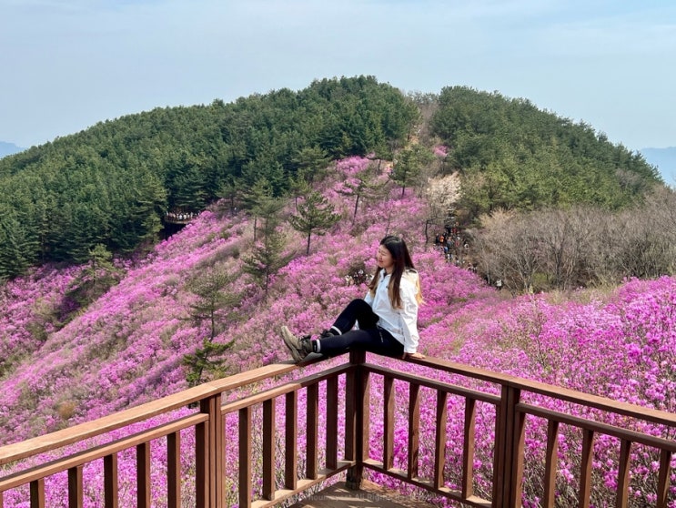 창원 천주산 진달래 휴일 방문 후기 어쩌다가 최장코스 천주봉 네이버 블로그