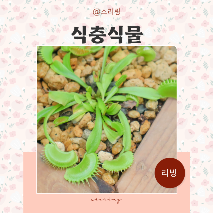 식충식물 종류 파리지옥 사라세니아 네펜데스 끈끈이주걱 키우기 네이버 블로그