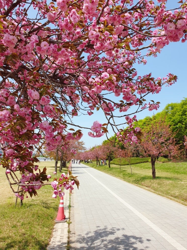 하남미사경정공원 겹벚꽃 개화시기 실시간 개화상황 위치 주차 미사리 조정경기장 경기도 겹벚꽃 명소 네이버 블로그